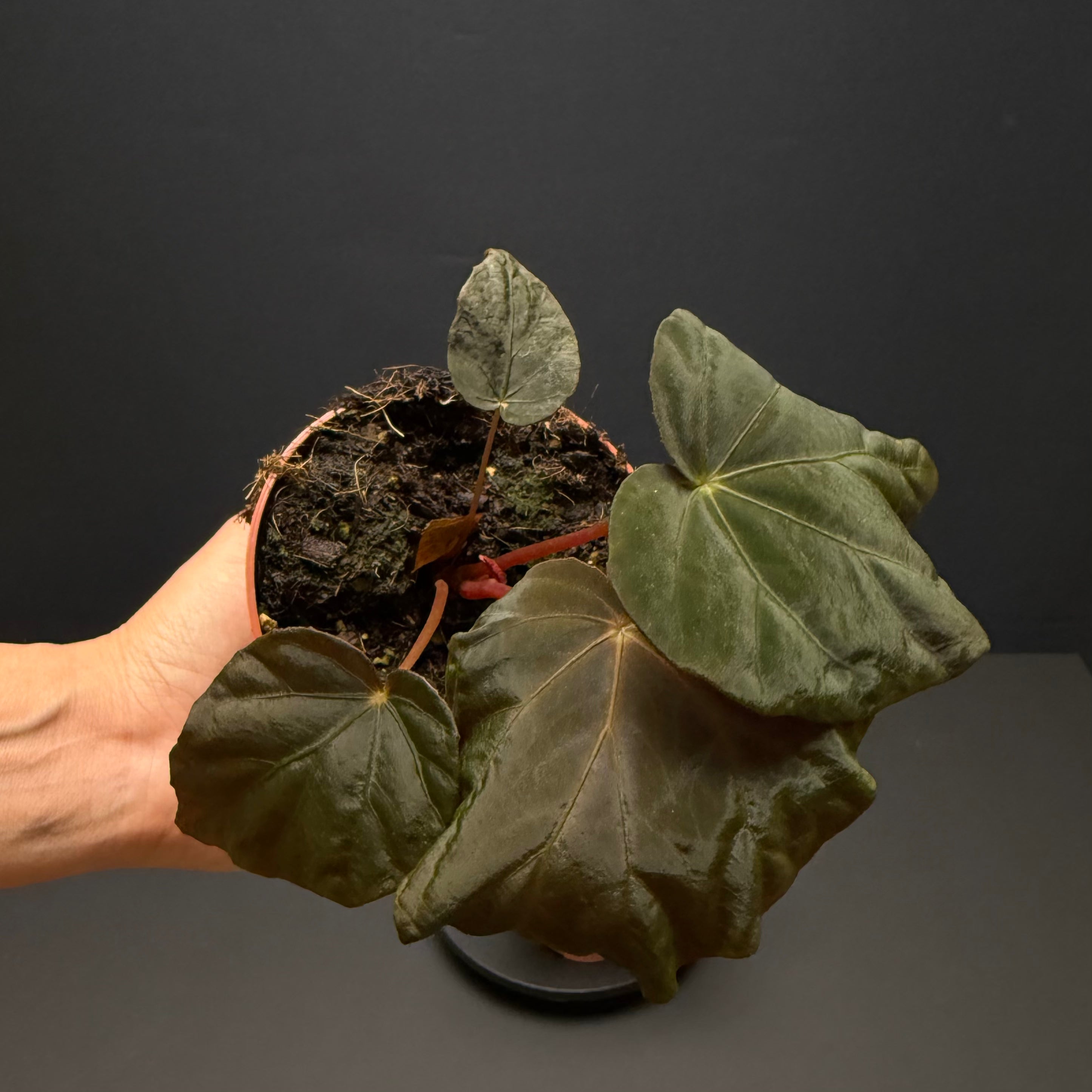 Begonia pavonina – Green Mirrors