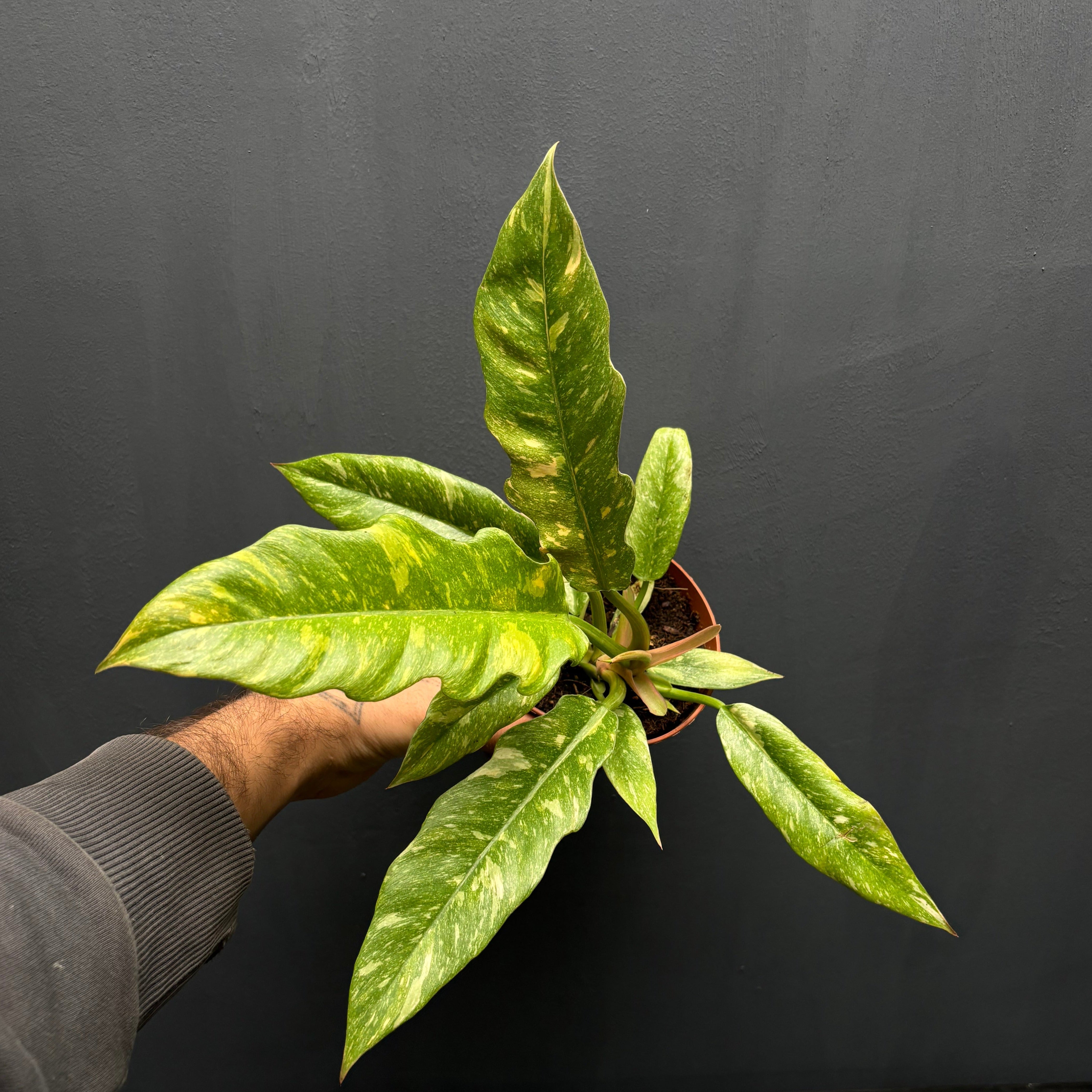 Philodendron Ring of Fire – Green Mirrors